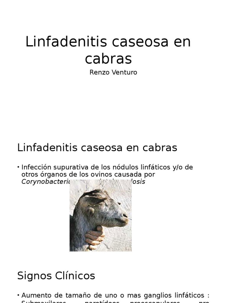 Linfadenitis Caseosa en Cabras