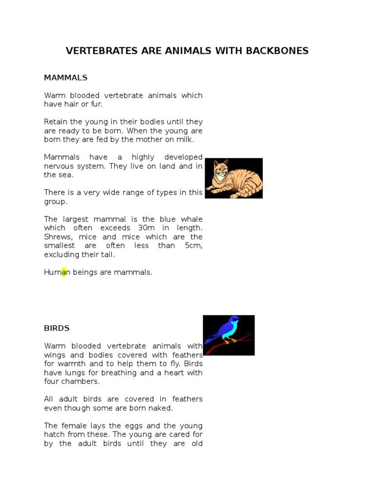 Vertebrates Are Animals With Backbones: Mammals | PDF | Reptile | Mammals