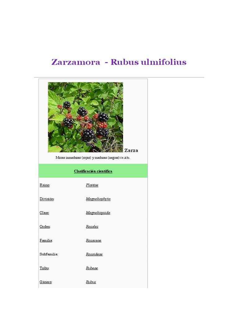 Zarzamora | PDF | Fruta | Botánica