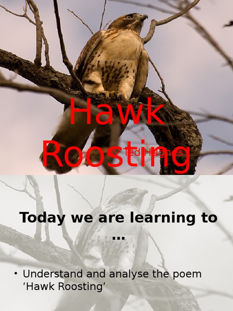 Hawk Roosting by Ted Hughes | PDF | Poetry | Science
