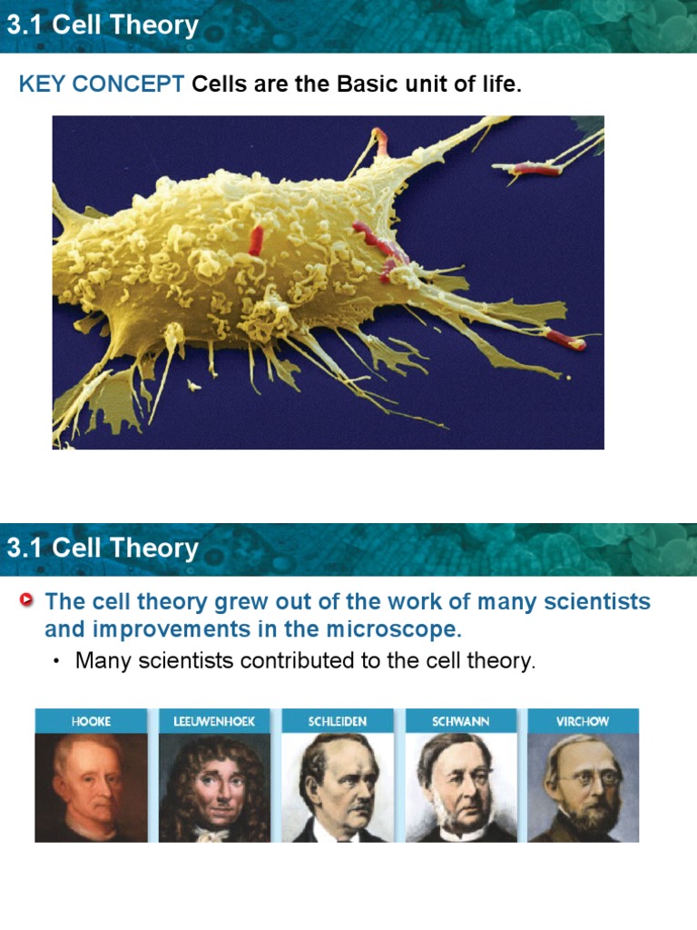 Cells Are The Basic Unit of Life.: Key Concept | PDF | Organelle | Cell ...