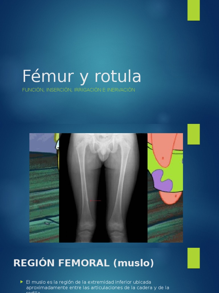 Fémur y Rotula | PDF | Anatomía humana | Anatomía del miembro inferior