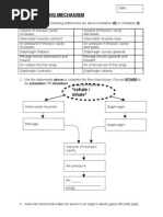 Bell Jar Model of Breathing Mechanics | PDF | Breathing | Lung