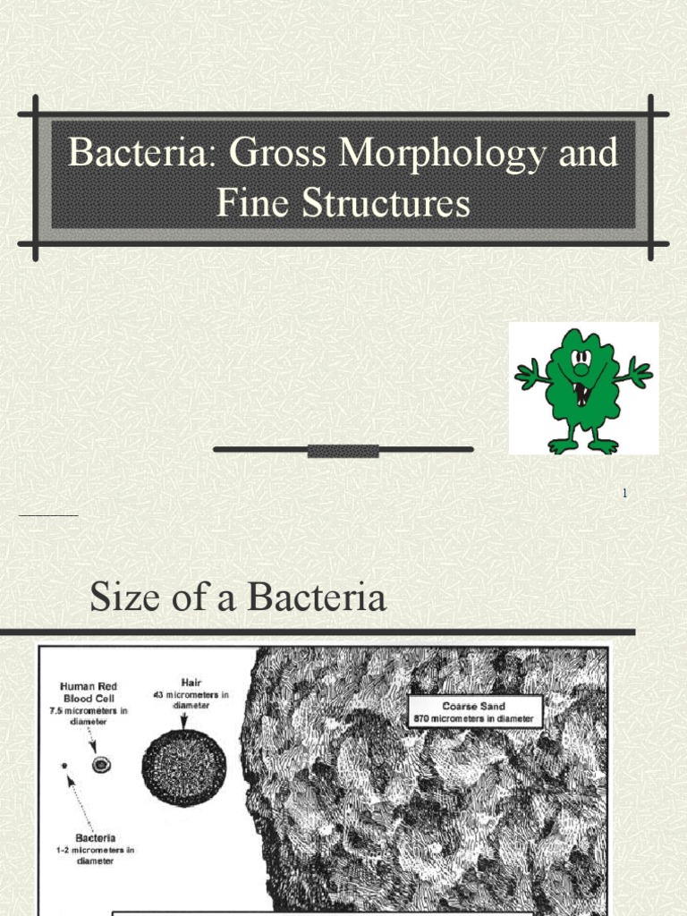 Bacteria: Gross Morphology and Fine Structures | Cell (Biology) | Bacteria