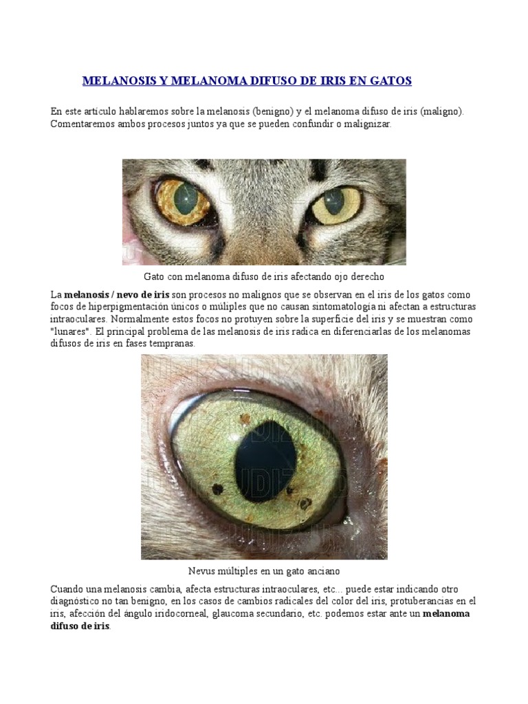 Melanosis y melanoma de iris en gatos | PDF | Melanoma | Gatos