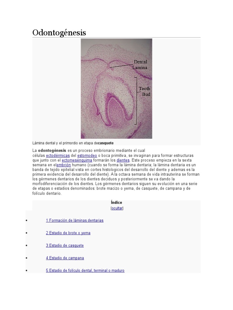 Odontogénesis | Diente humano | Anatomía