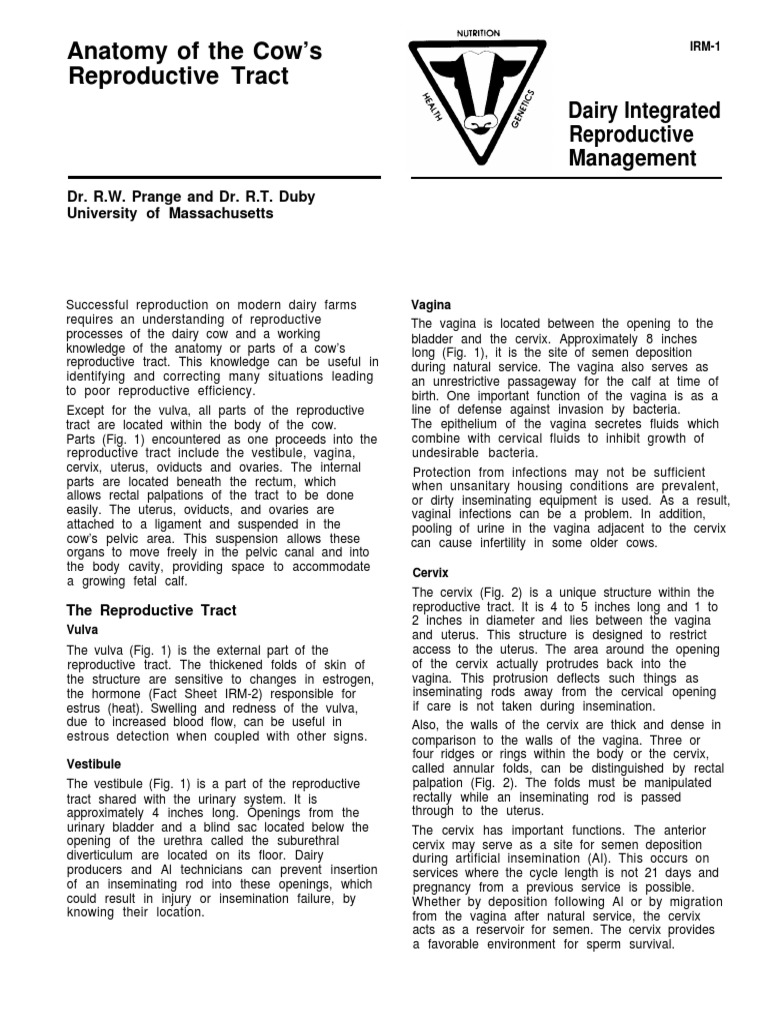 Cow Reproductive | Download Free PDF | Uterus | Ovary
