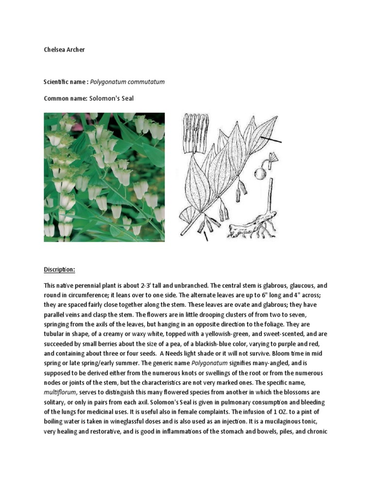 Chelsea Archer | PDF | Leaf | Plants