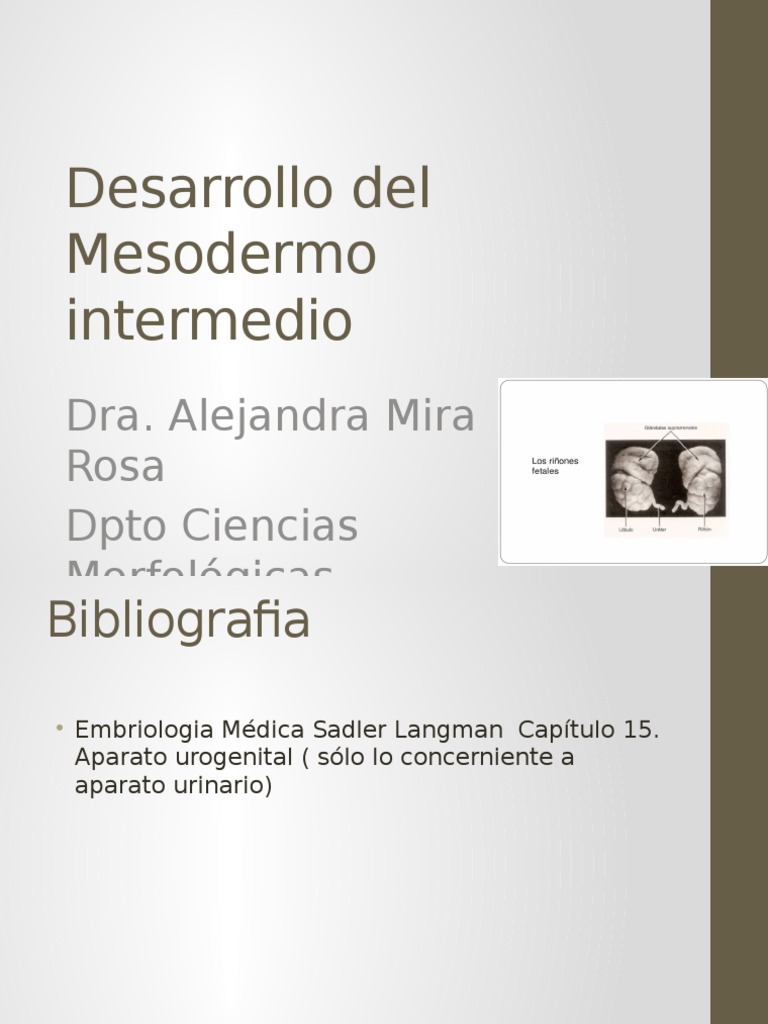 Desarrollo Del Mesodermo Intermedio | PDF | Riñón | Glándula suprarrenal
