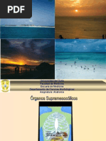 Anatomía y Fisiología Anorrectal | PDF | Recto | Sistema digestivo