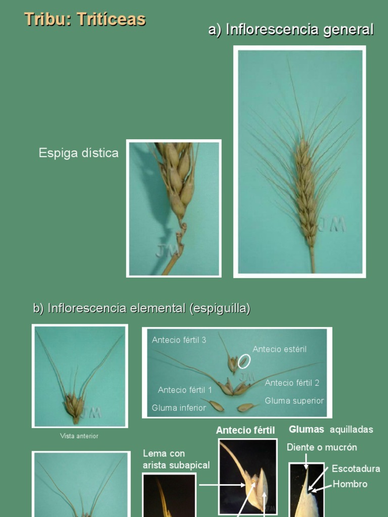 Morfología de inflorescencias en cereales | PDF | Cebada | Centeno