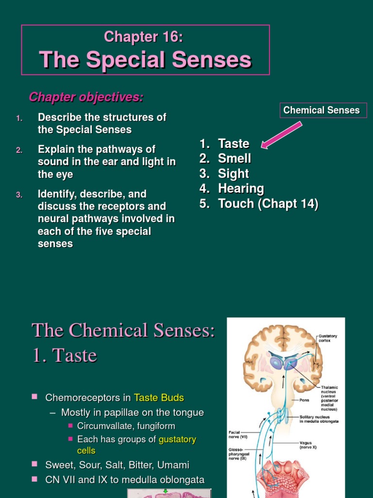 Special Senses Anatomy and Physiology | PDF | Ear | Auditory System