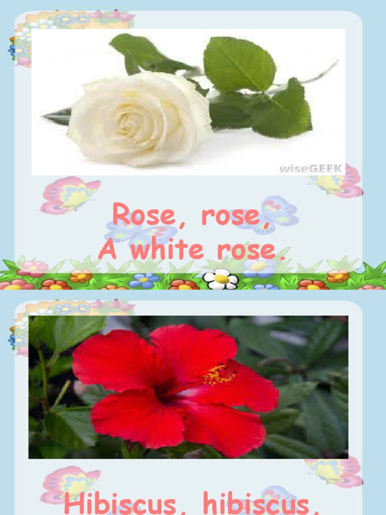 Rose, Rose, A White Rose | PDF