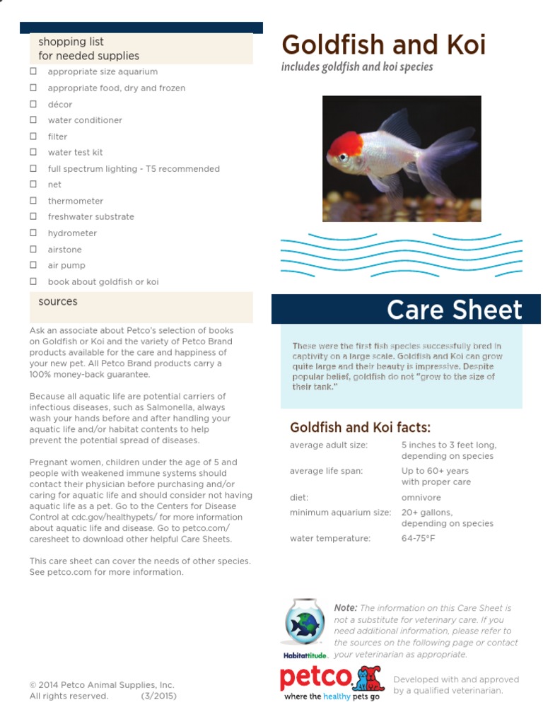 Goldfish and Koi: Care Sheet
