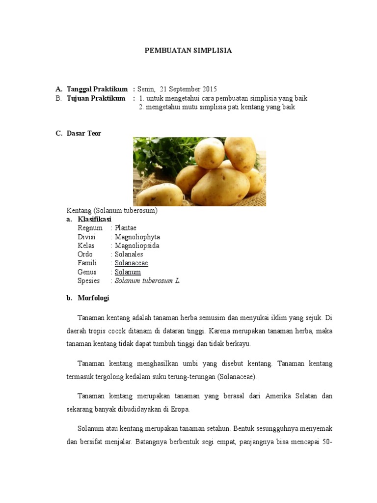 Simplisia Pati Kentang: Proses & Mutu | PDF