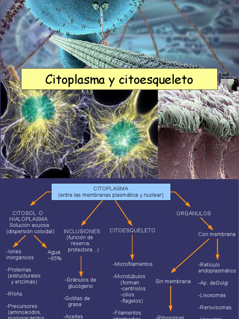 Cito Plasma | PDF | Microtúbulos | Citoplasma