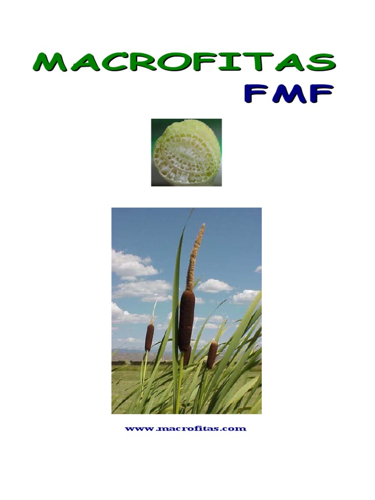 12 DOCUMENTO Filtro de Macrofitas en Flotacion | PDF