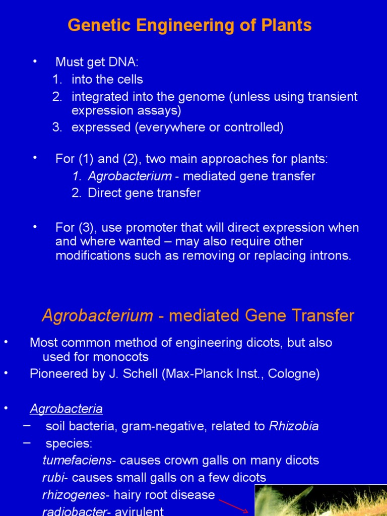 Genetic Engineering of Plants via Agrobacterium-Mediated Gene Transfer ...
