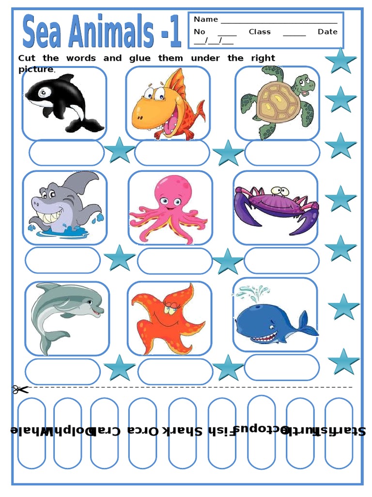 Marine Animal Identification Activity | PDF