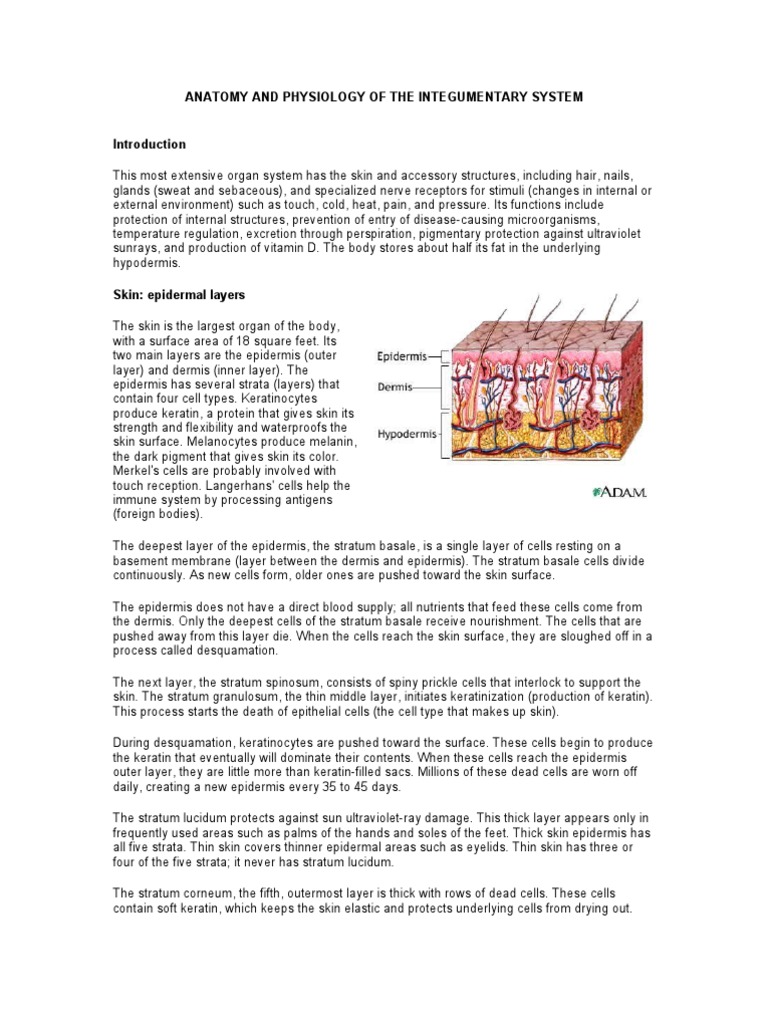 Anatomy and Physiology of The Integumentary System | PDF | Skin | Epidermis