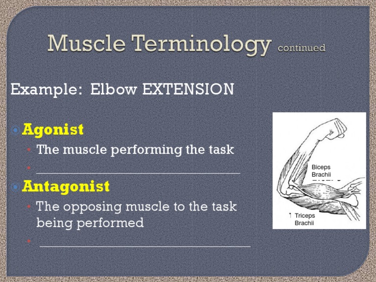 Elbow Extension Muscles Explained | PDF | Wellness