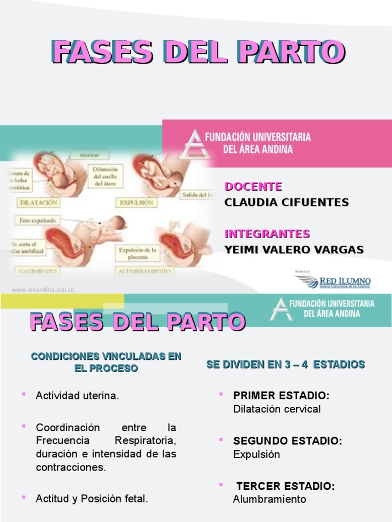 Fases Del Parto | Salud maternal | Parto