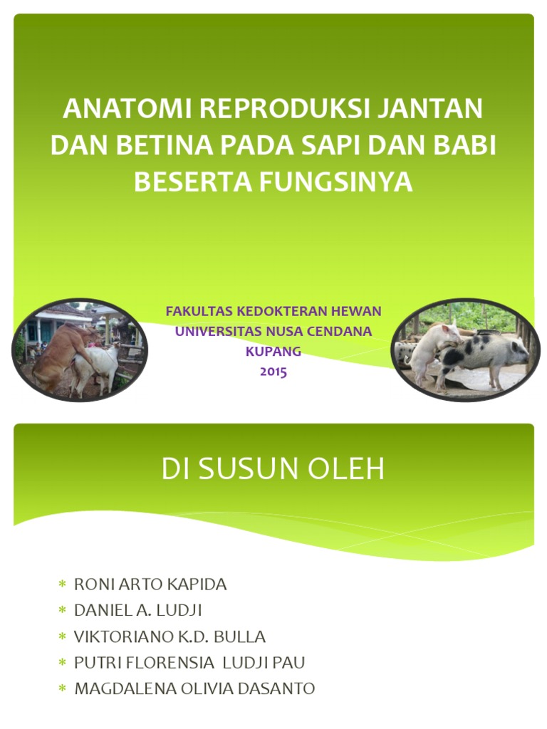 Anatomi Reproduksi Jantan Dan Betina Pada Sapi Dan PDF | PDF