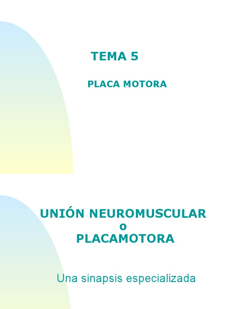Tema 5 Placa Motora | PDF | Unión neuromuscular | Sinapsis