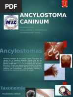 Bovitraz Ficha Tecnica Bayer | PDF | Agua | Naturaleza