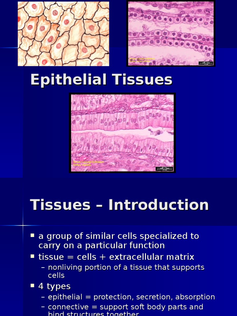 Epithelial Tissue | Epithelium | Tissue (Biology)