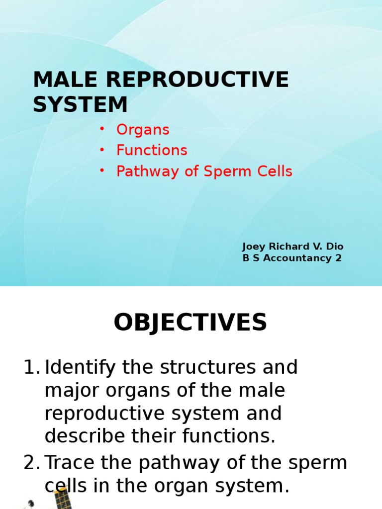Sistemi Riprodhues Mashkullor | PDF | Testicle | Meiosis