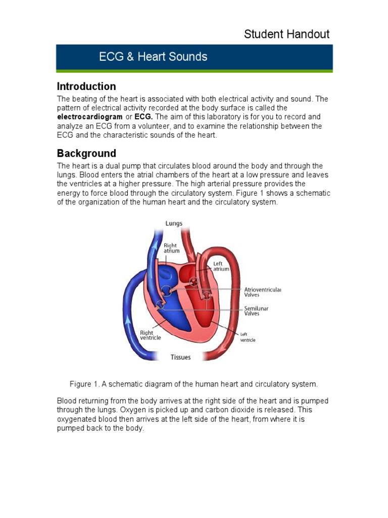 ECG Analysis and Heart Sounds Guide | PDF | Heart Valve | Ventricle (Heart)
