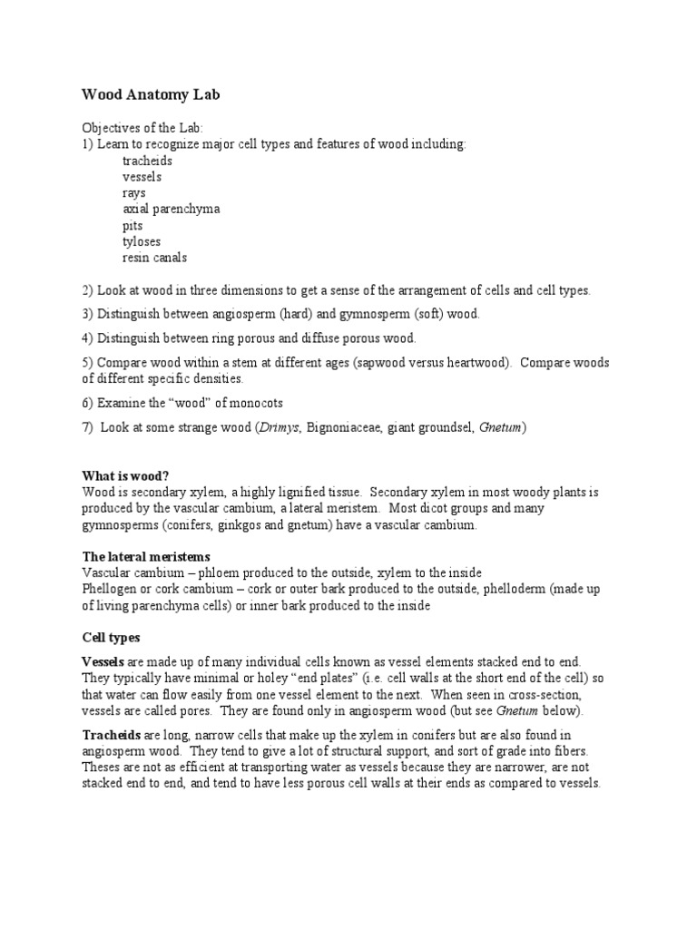 Wood Anatomy Lab | PDF | Wood | Plant Stem