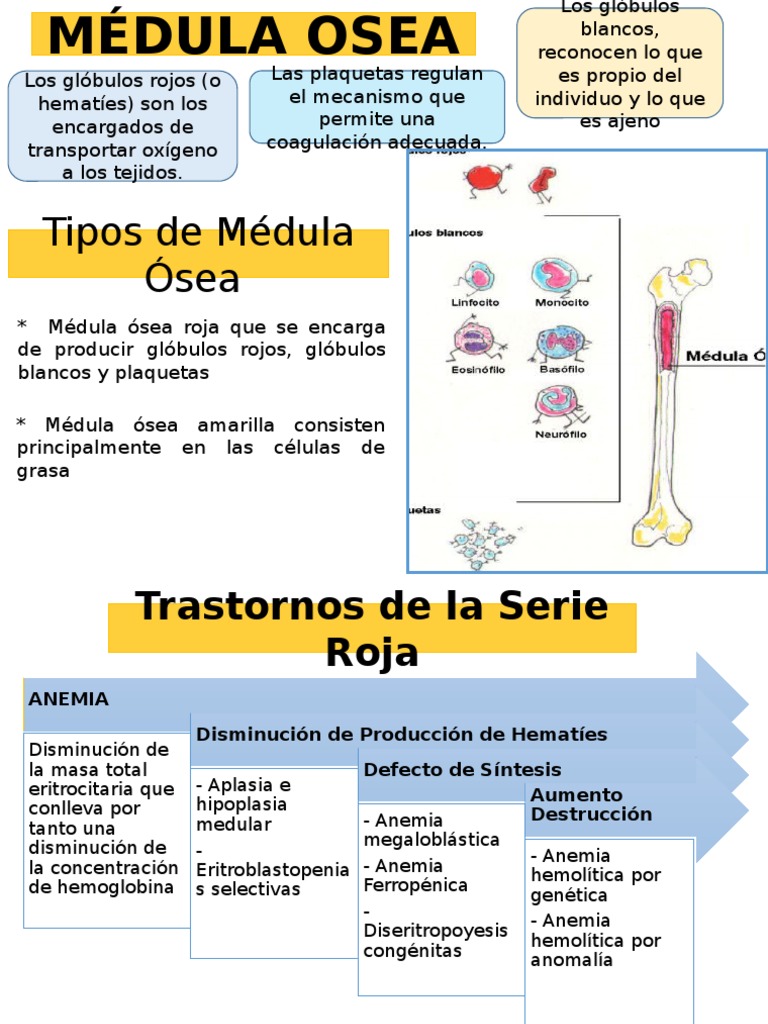 Exposición de Medula Osea | Médula ósea | Anemia