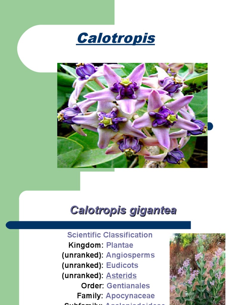 Calotropis Gigantea Slide | Plants | Horticulture And Gardening