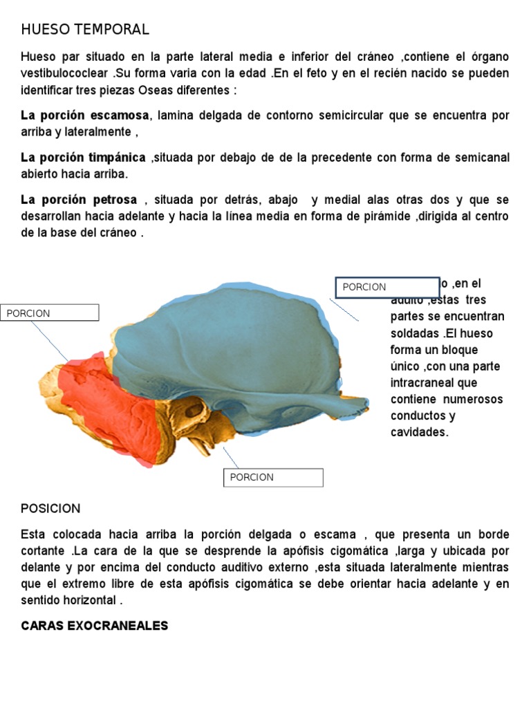 Hueso Temporal: Porcion