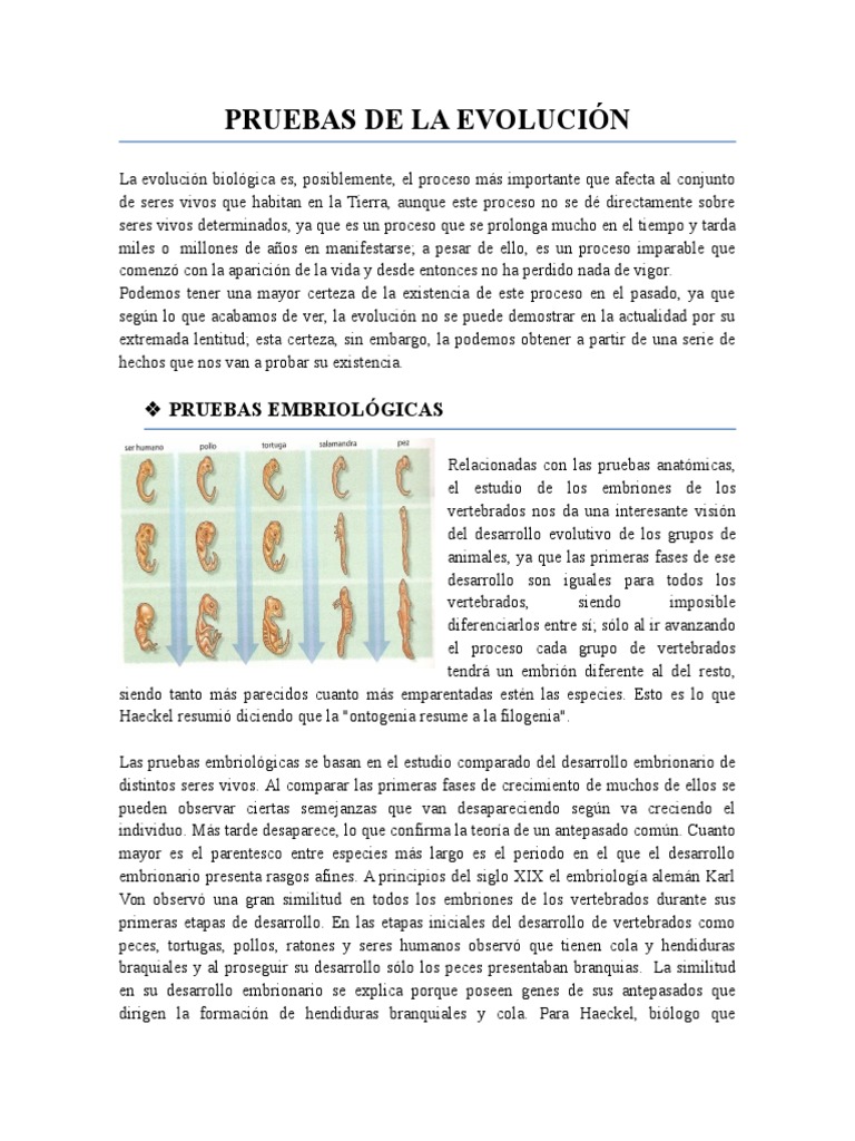Pruebas de la Evolución Biológica | PDF | Adn | Genética molecular