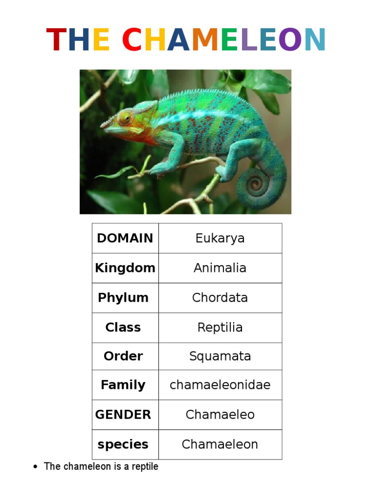 Chameleon Taxonomy Overview | PDF | Taxa | Lizard