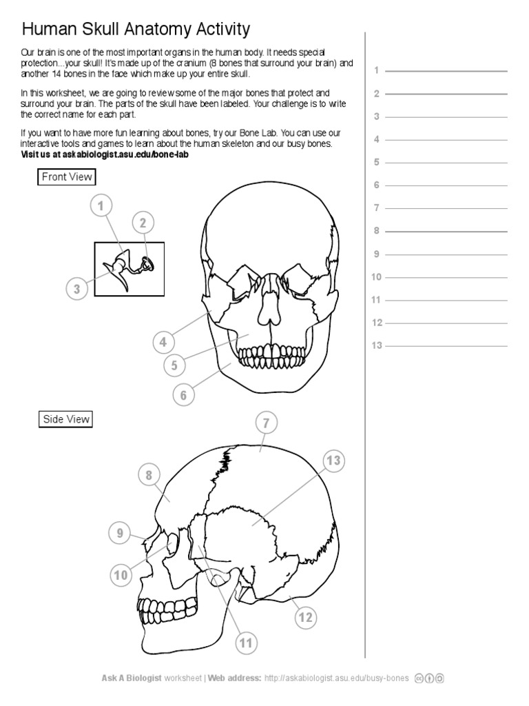 Human Skull Anatomy Worksheet Answers | PDF | Skull | Human Anatomy
