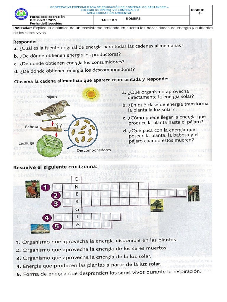 Hoja De Trabajo Sobre El Flujo De Energía En Los Ecosistemas