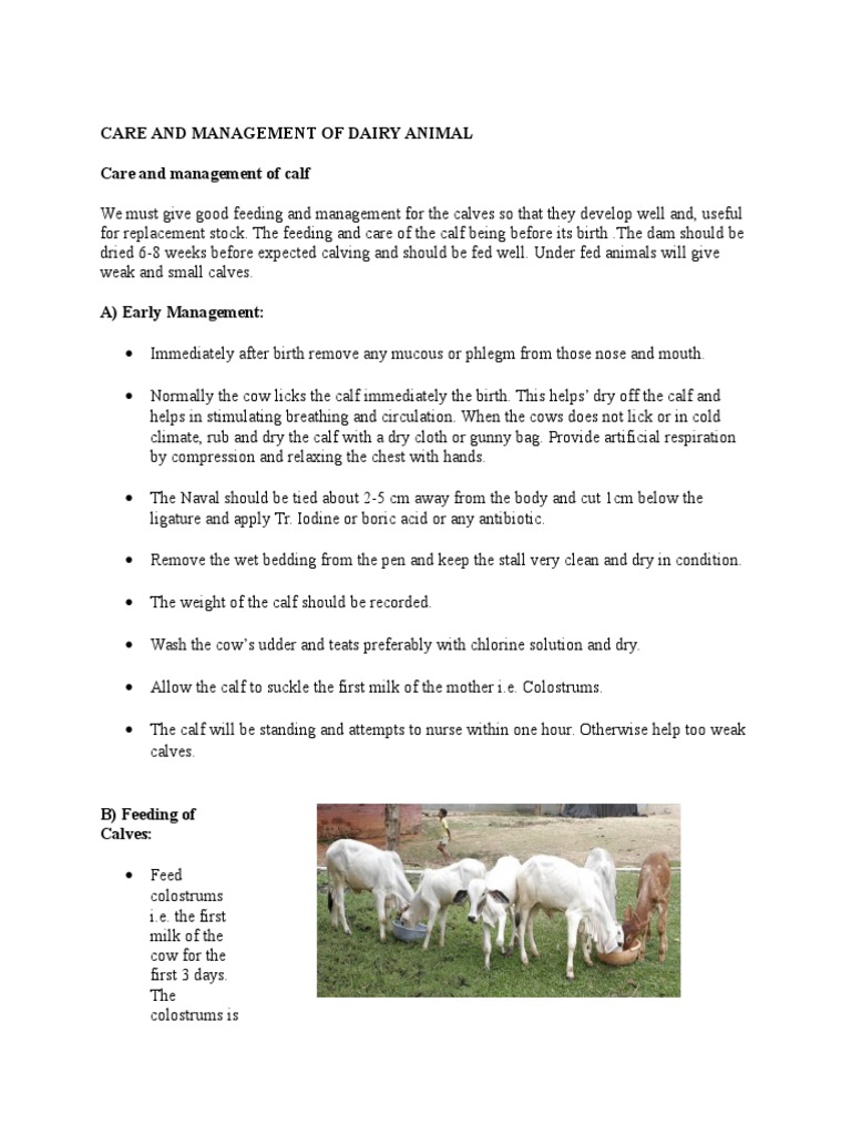 Calf Care and Management Practices | PDF | Dairy Cattle | Calf