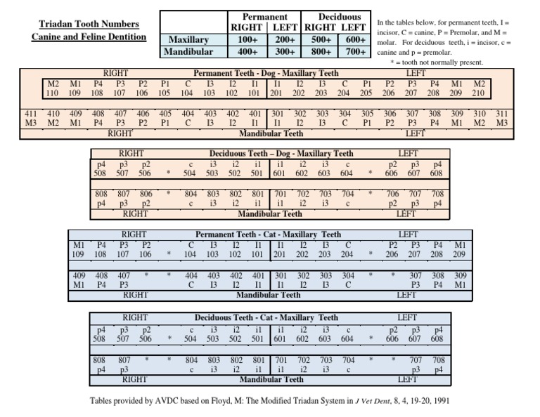 Triadan Tooth Numbering System | PDF