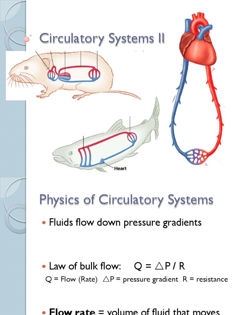 12 Circulatory Systems II | PDF | Heart | Circulatory System