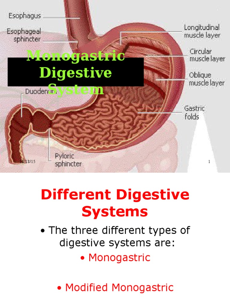Monogastric Digestive System | PDF | Digestion | Small Intestine