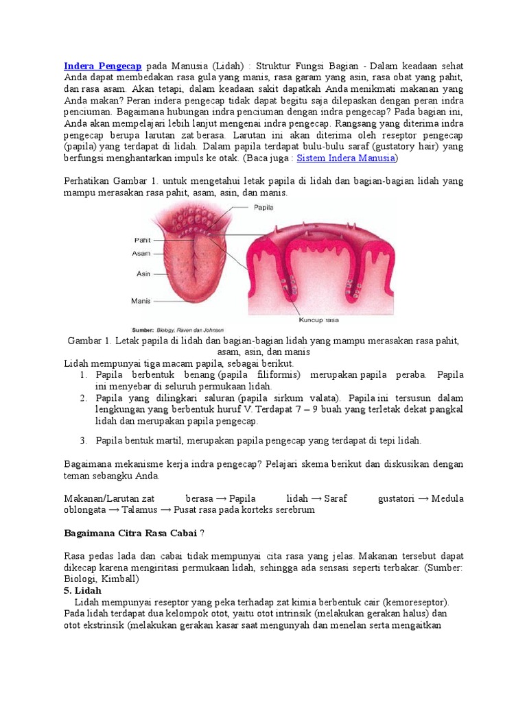 Indera Pengecap Pada Manusia | PDF