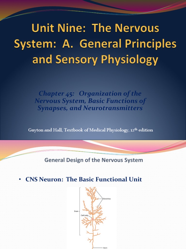 Chapter 45-Organization of The Nervous System, Basic Functions of Synapses, and ...