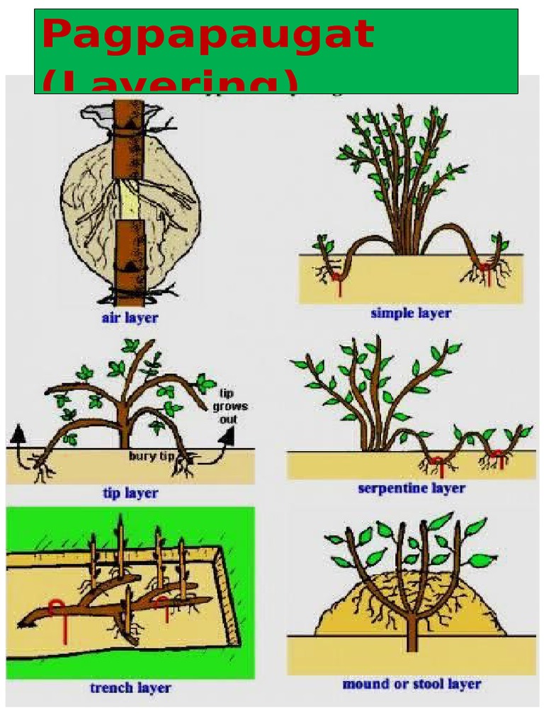 Paraan Ng Pagpapatubo Ng Halaman - A Tribute to Joni Mitchell