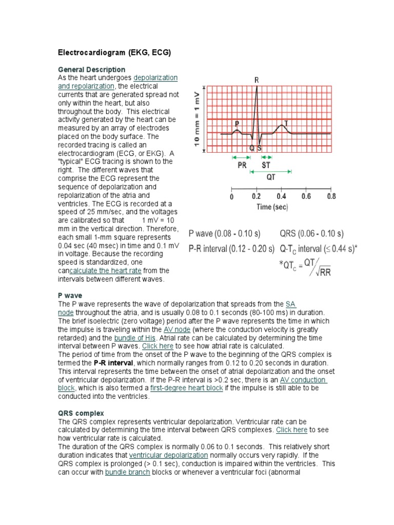 CAL ECG | Electrocardiography | Circulatory System