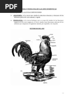 Anatomia y Fisiologia Del Pollo | PDF | Pollo | Anatomia animal