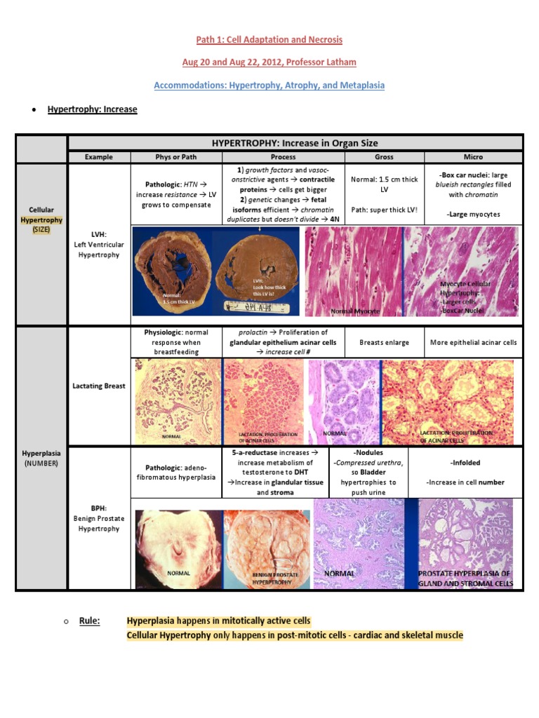 Cellular Adaptations and Accumulations: A Comprehensive Review of ...